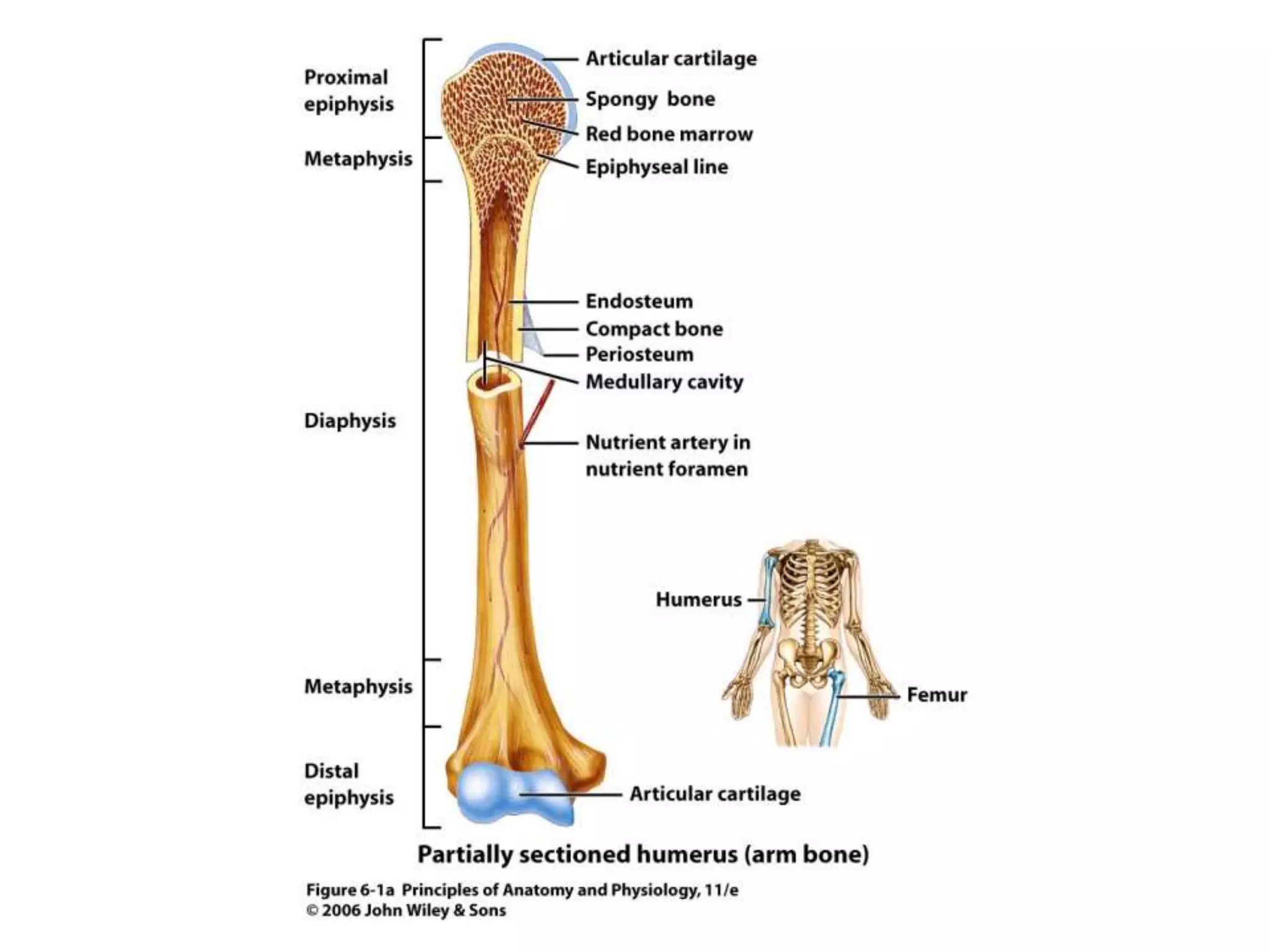 Bone Tissue | PPT