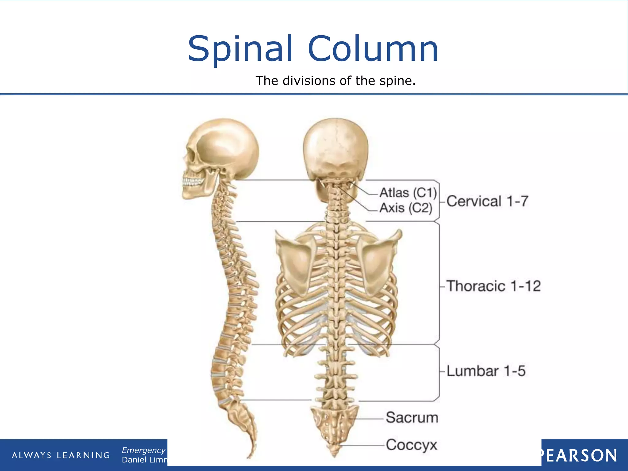 Ch06 anatomy | PPT | Bone and Joint Conditions | Diseases and Conditions