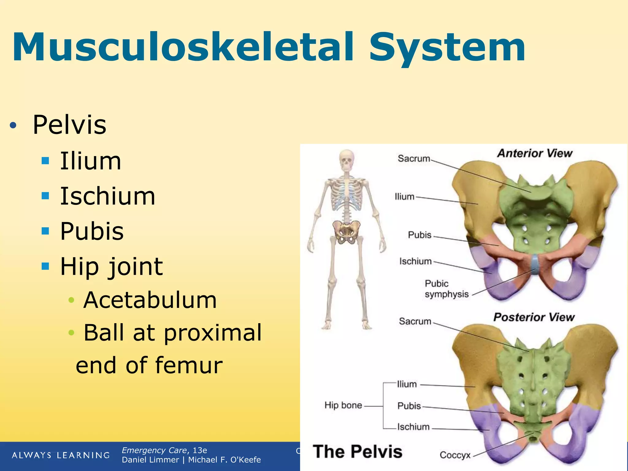 Ch06 anatomy | PPT | Bone and Joint Conditions | Diseases and Conditions