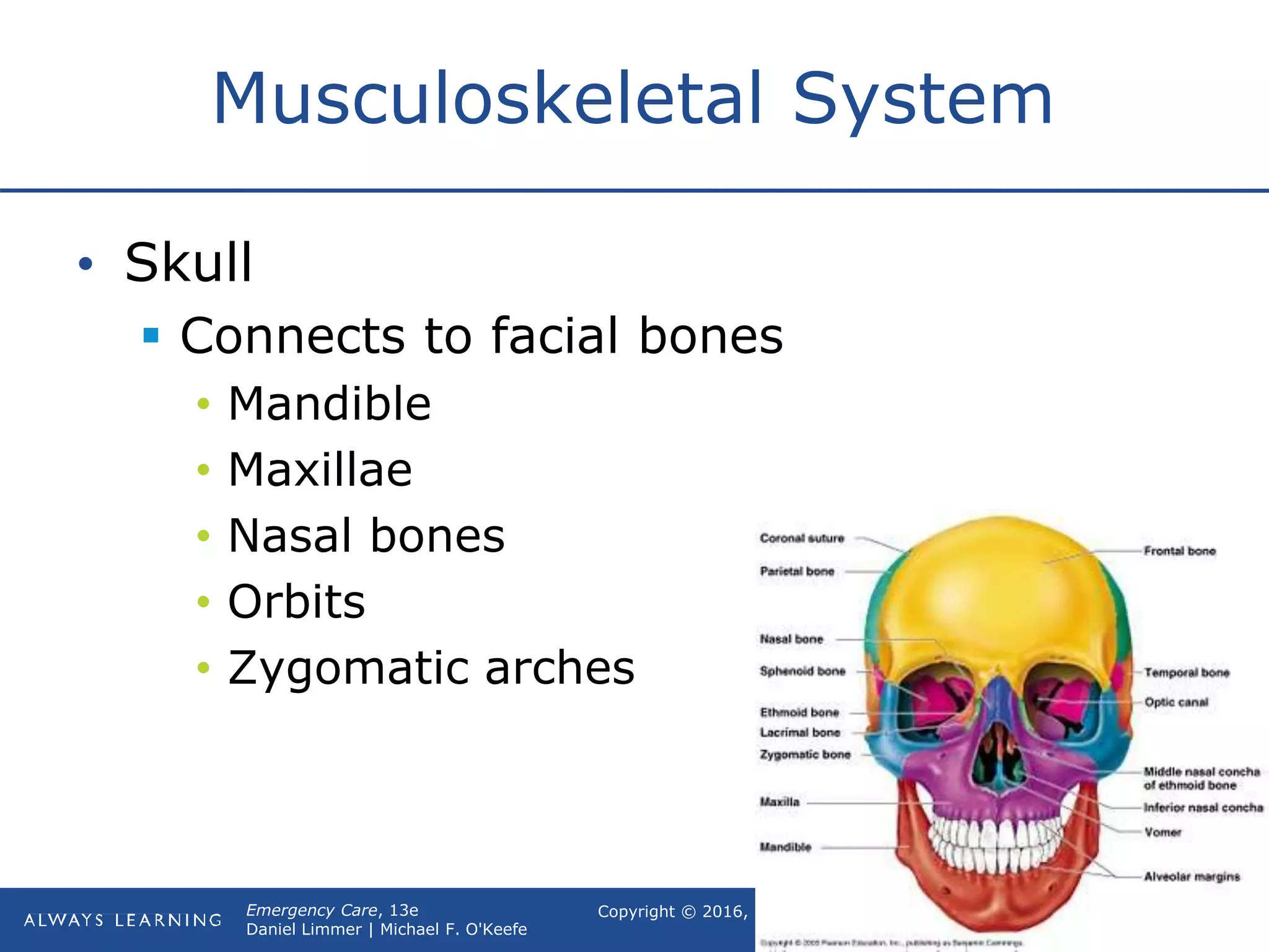 Ch06 anatomy | PPT | Bone and Joint Conditions | Diseases and Conditions