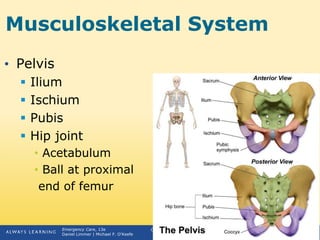 Ch06 anatomy | PPT