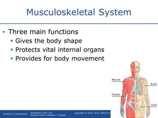 Ch06 anatomy | PPT