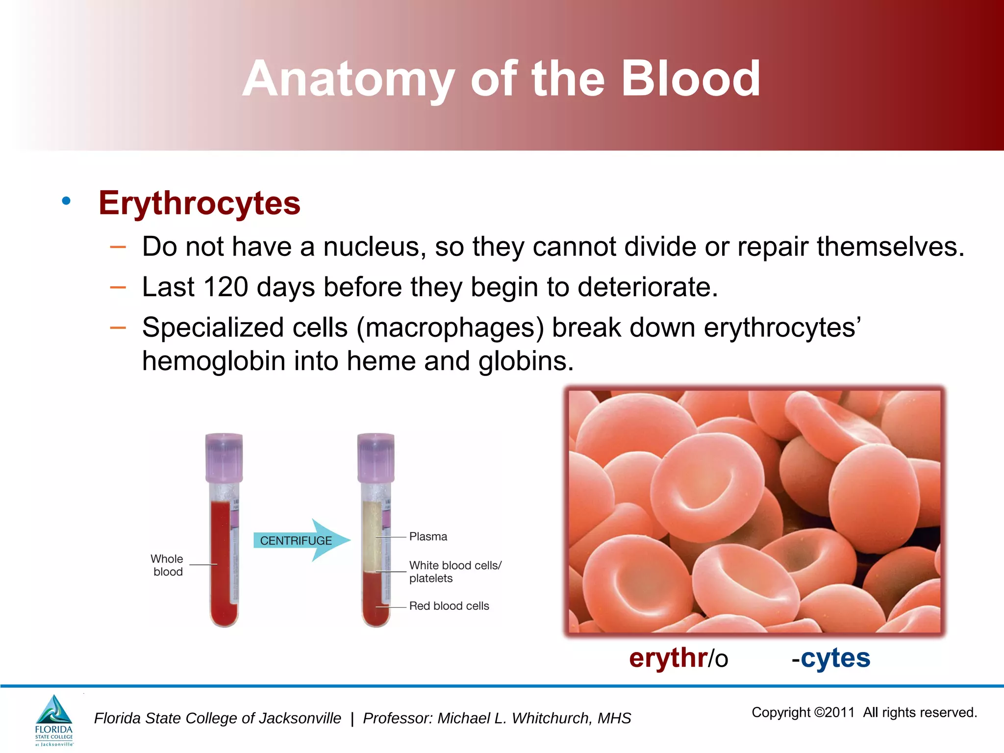Blood and Immune System | PPT