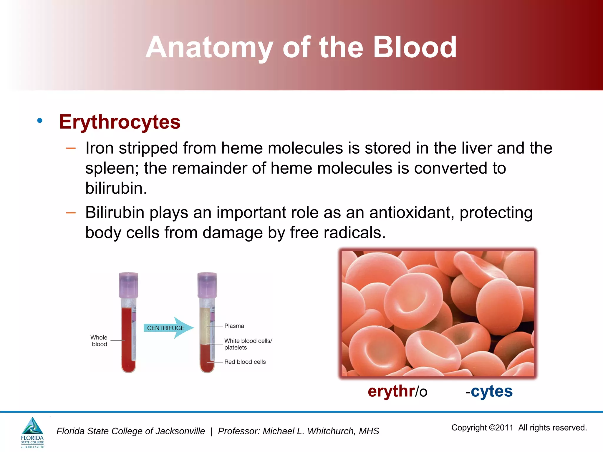 Blood and Immune System | PPT