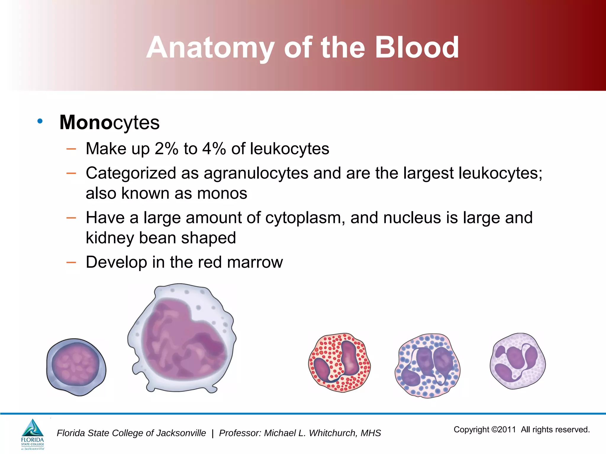 Blood and Immune System | PPT