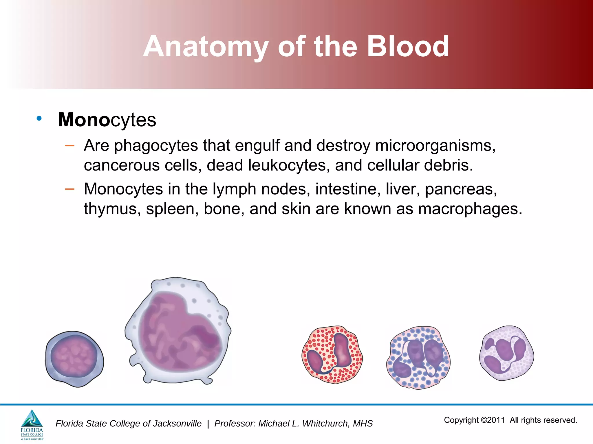 Blood and Immune System | PPT