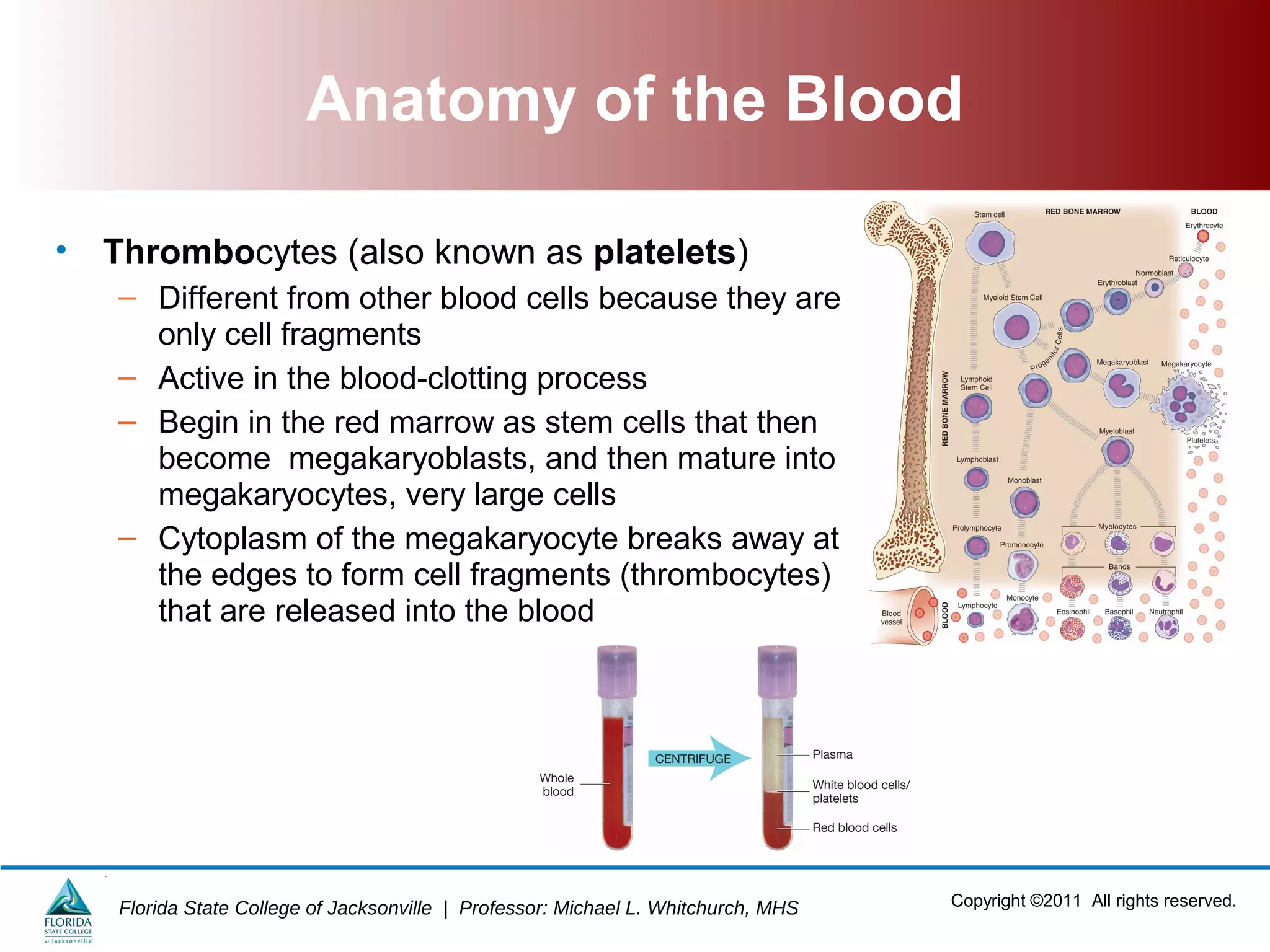 Blood and Immune System | PPT