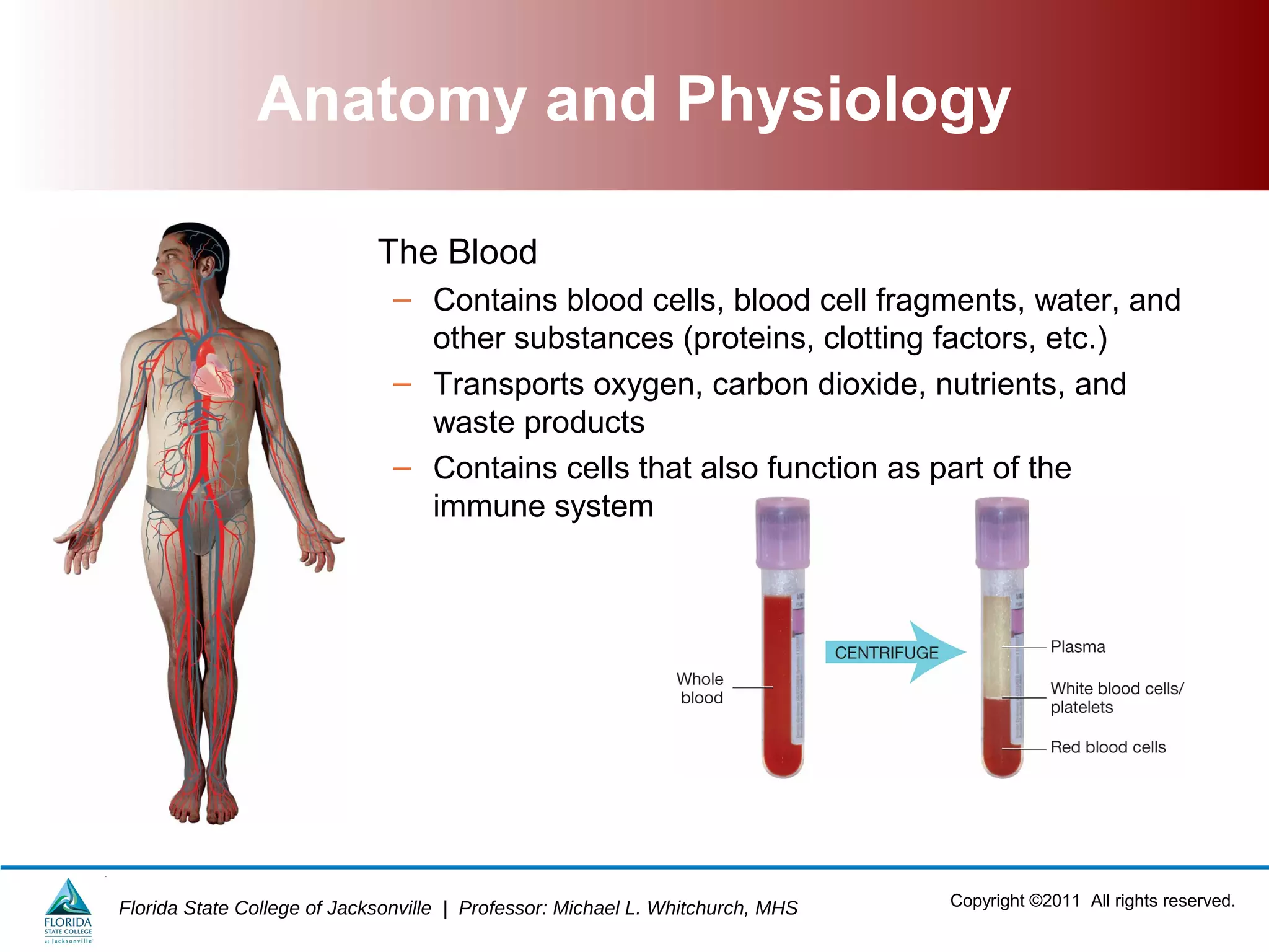 Blood and Immune System | PPT
