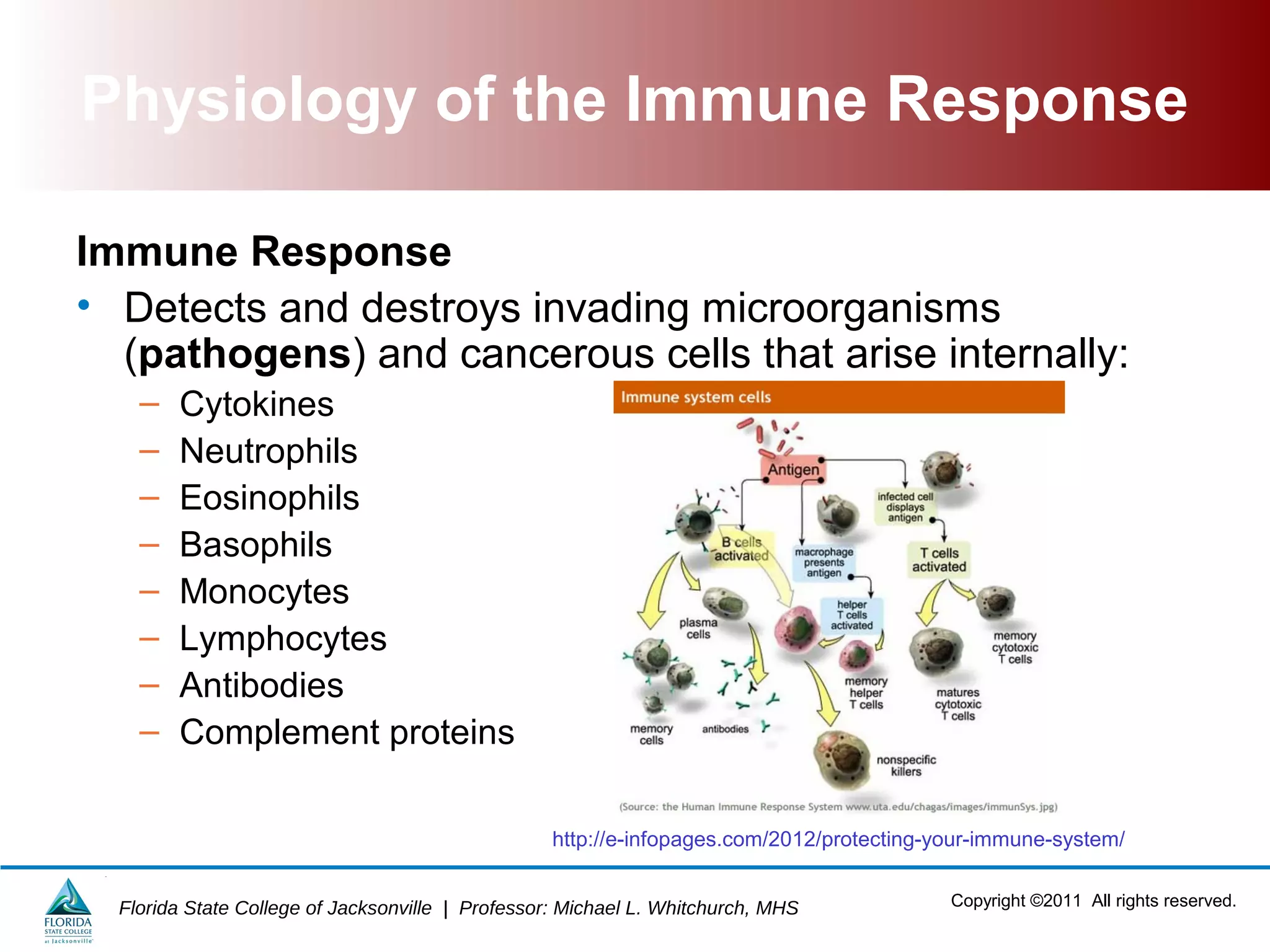 Blood and Immune System | PPT | Blood Disorders | Diseases and Conditions