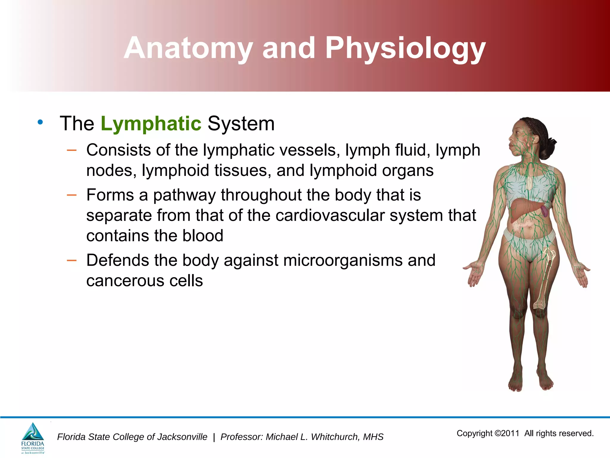 Blood and Immune System | PPT
