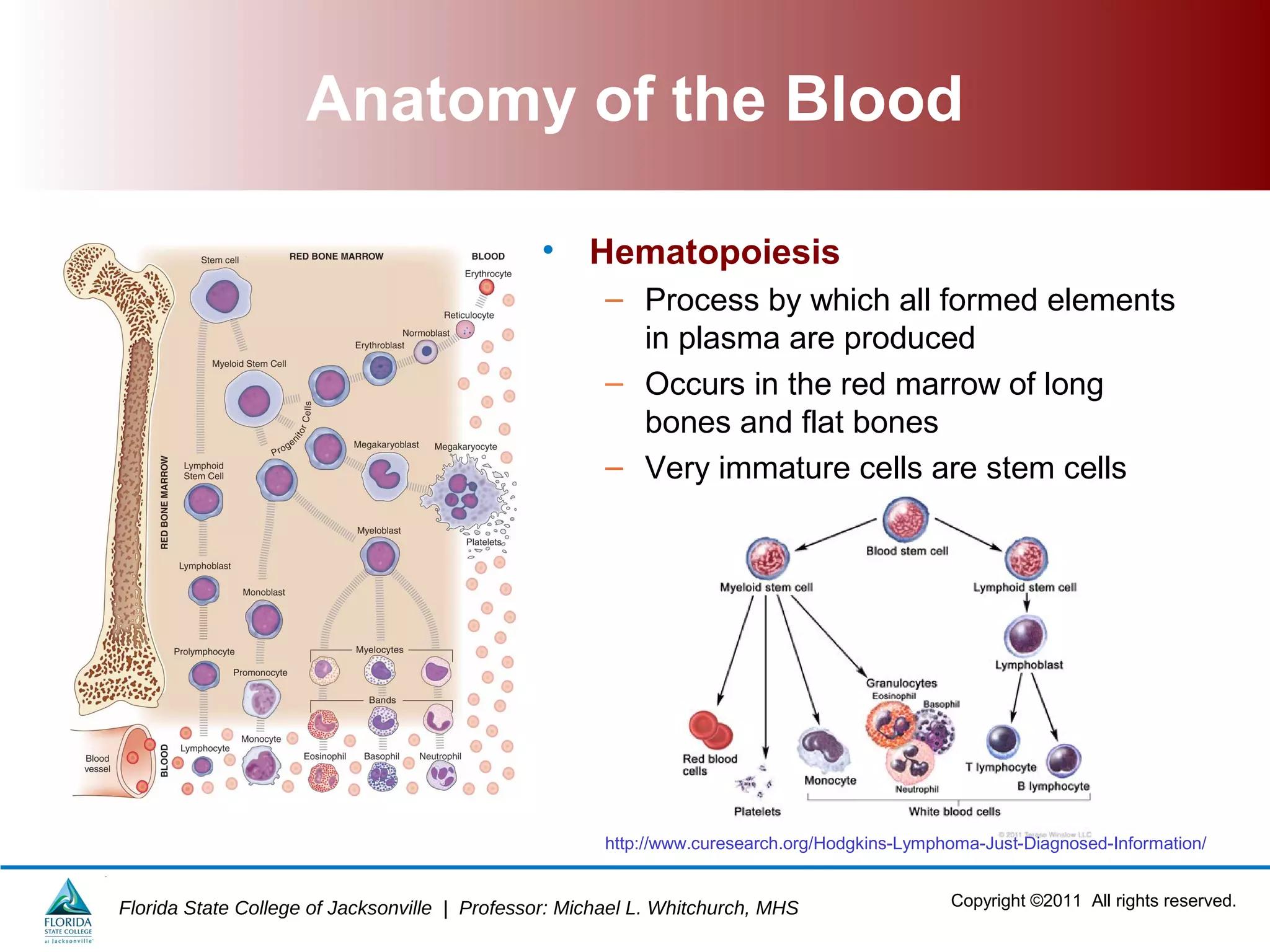 Blood and Immune System | PPT