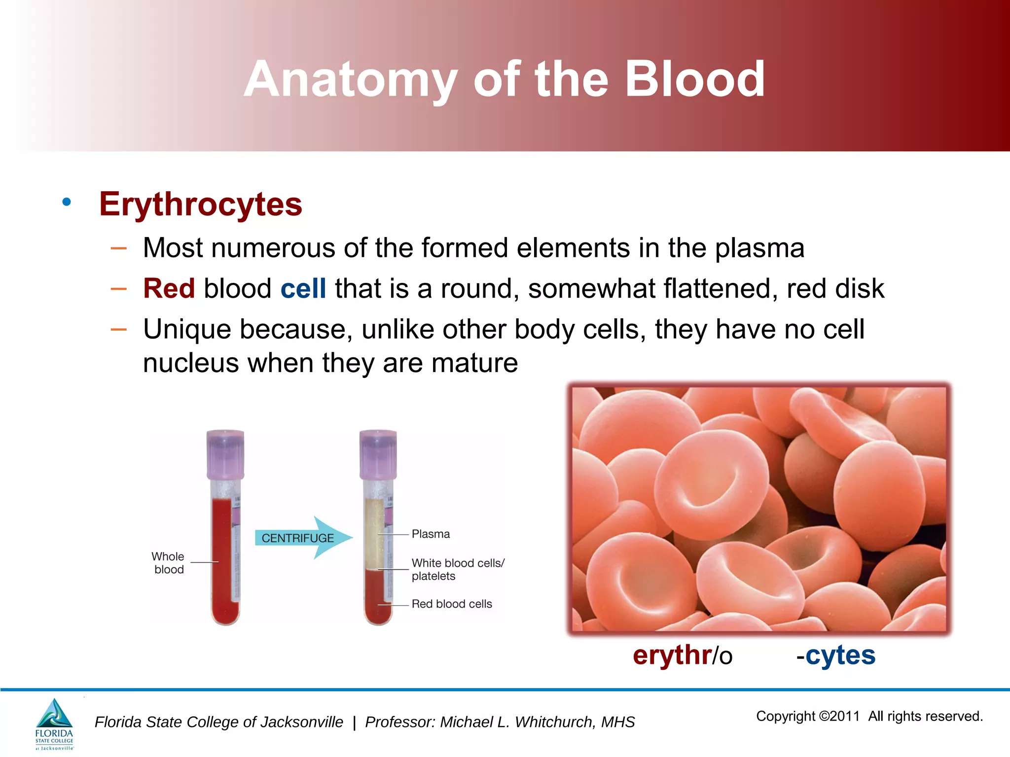 Blood and Immune System | PPT