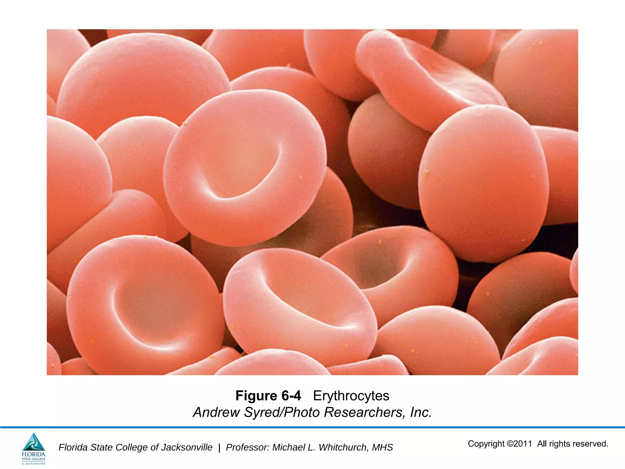 Blood and Immune System | PPT