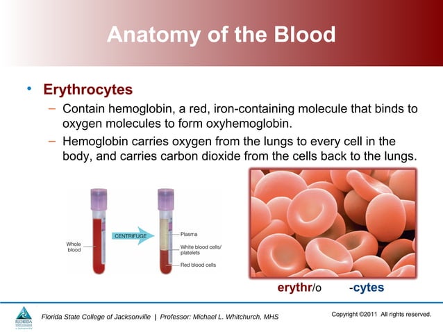 Blood and Immune System | PPT | Blood Disorders | Diseases and Conditions