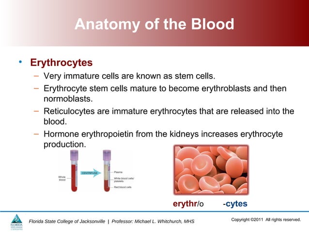 Blood and Immune System | PPT | Blood Disorders | Diseases and Conditions