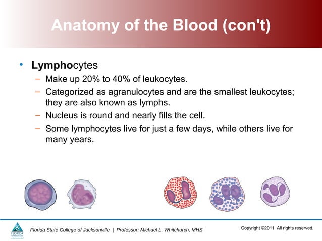 Blood and Immune System | PPT | Blood Disorders | Diseases and Conditions