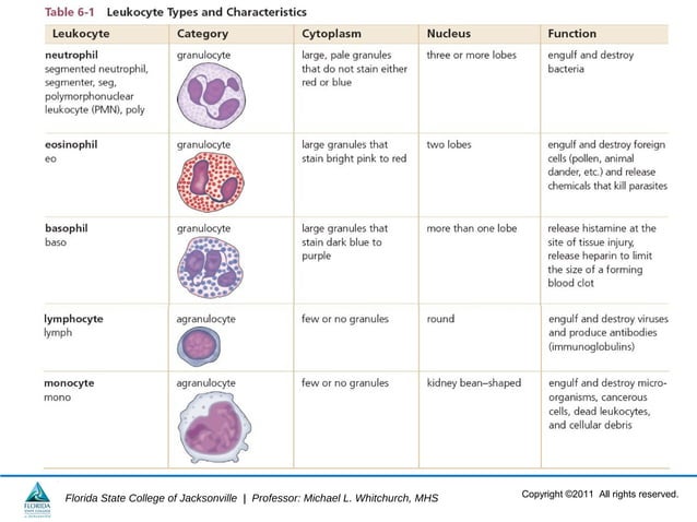 Blood and Immune System | PPT | Blood Disorders | Diseases and Conditions