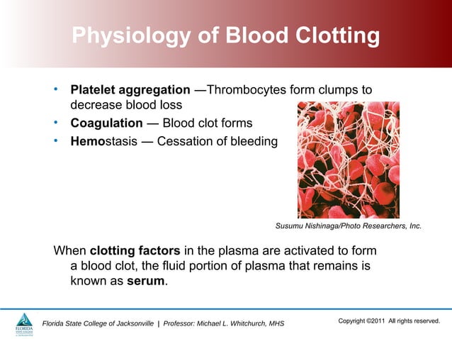Blood and Immune System | PPT | Blood Disorders | Diseases and Conditions