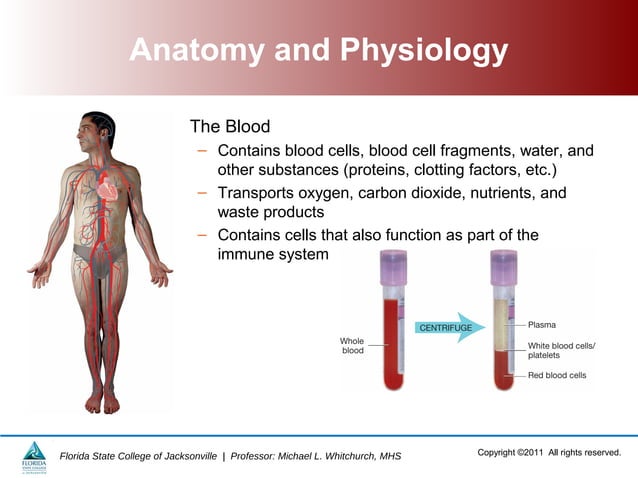 Blood and Immune System | PPT | Blood Disorders | Diseases and Conditions