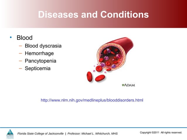 Blood and Immune System | PPT | Blood Disorders | Diseases and Conditions
