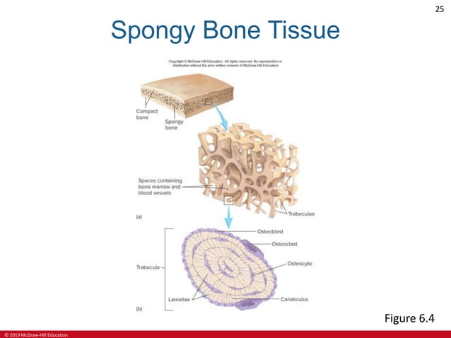 Ch06 lecture ppt_a | PPTX | Death, Injury, or Military Conflict | Sensitive Topics