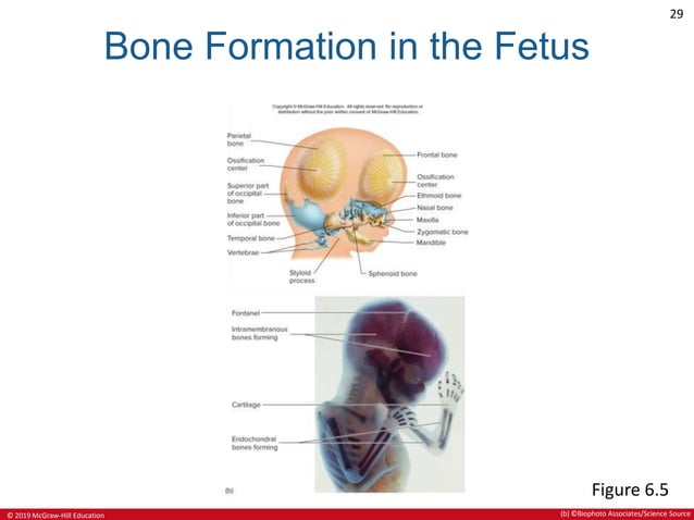 Ch06 lecture ppt_a | PPTX | Death, Injury, or Military Conflict | Sensitive Topics