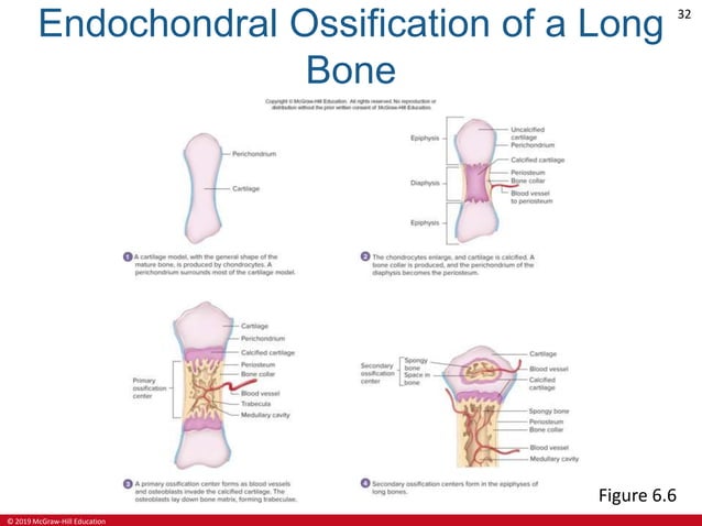 Ch06 lecture ppt_a | PPTX | Death, Injury, or Military Conflict | Sensitive Topics