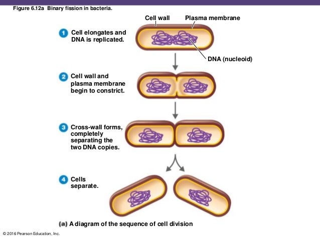 Ch 06_lecture_presentation