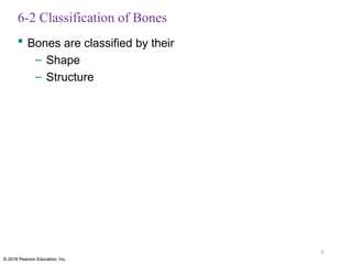 ch_06_lecture_presentation Bones dan Structure Bone.pptx