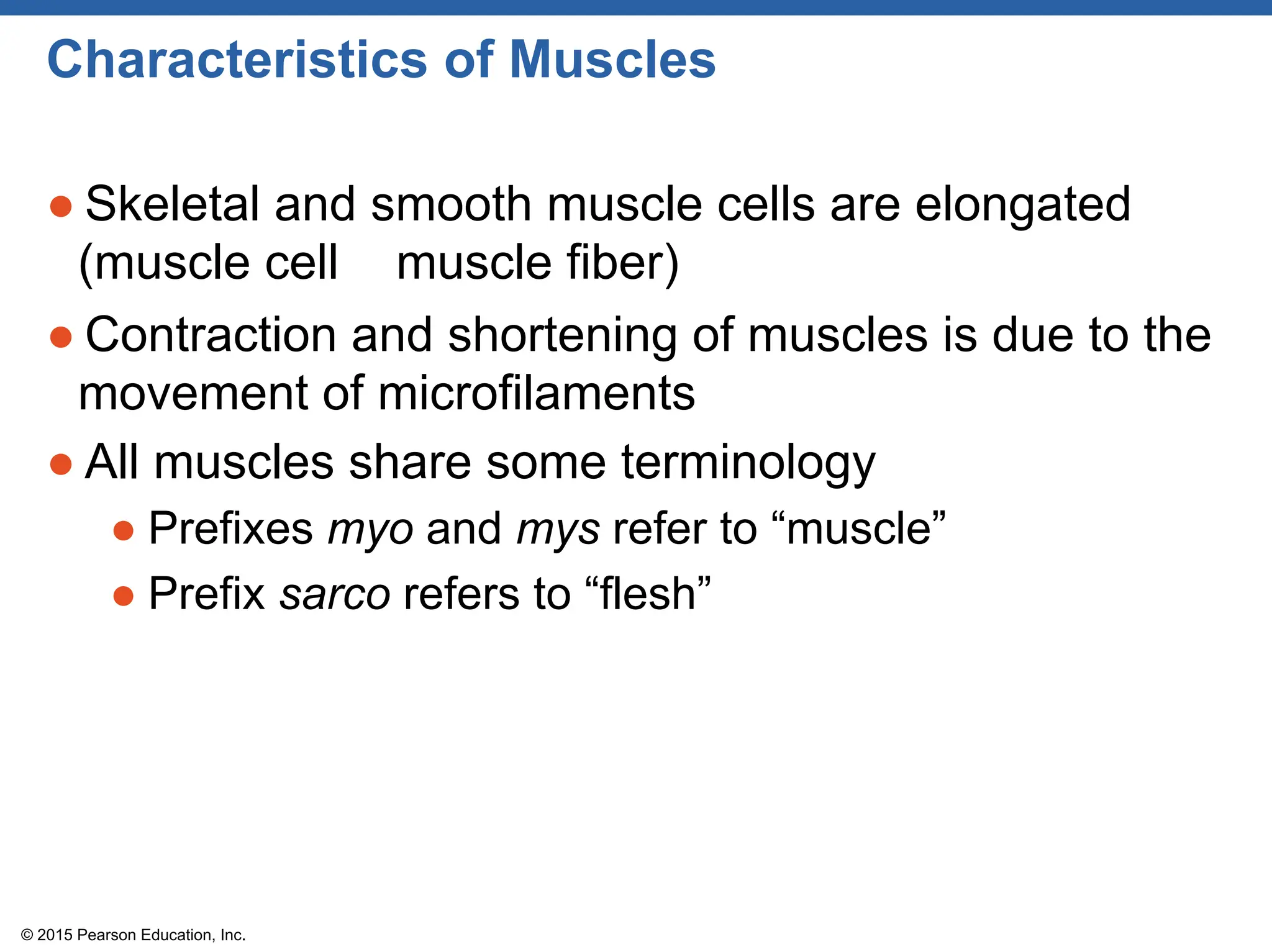 muscular system (ANATOM AND PHYSIOLOGY).pdf