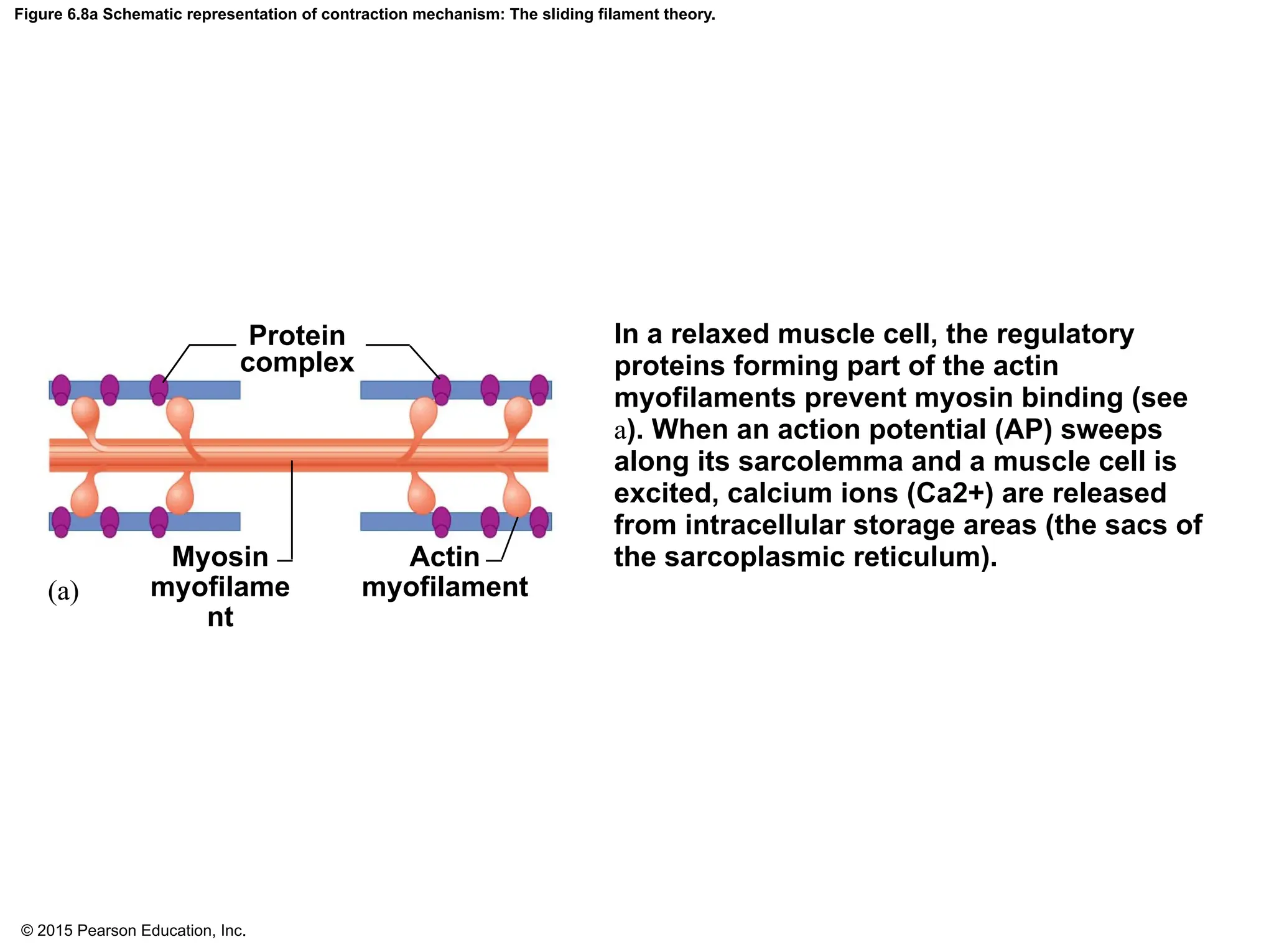 muscular system (ANATOM AND PHYSIOLOGY).pdf