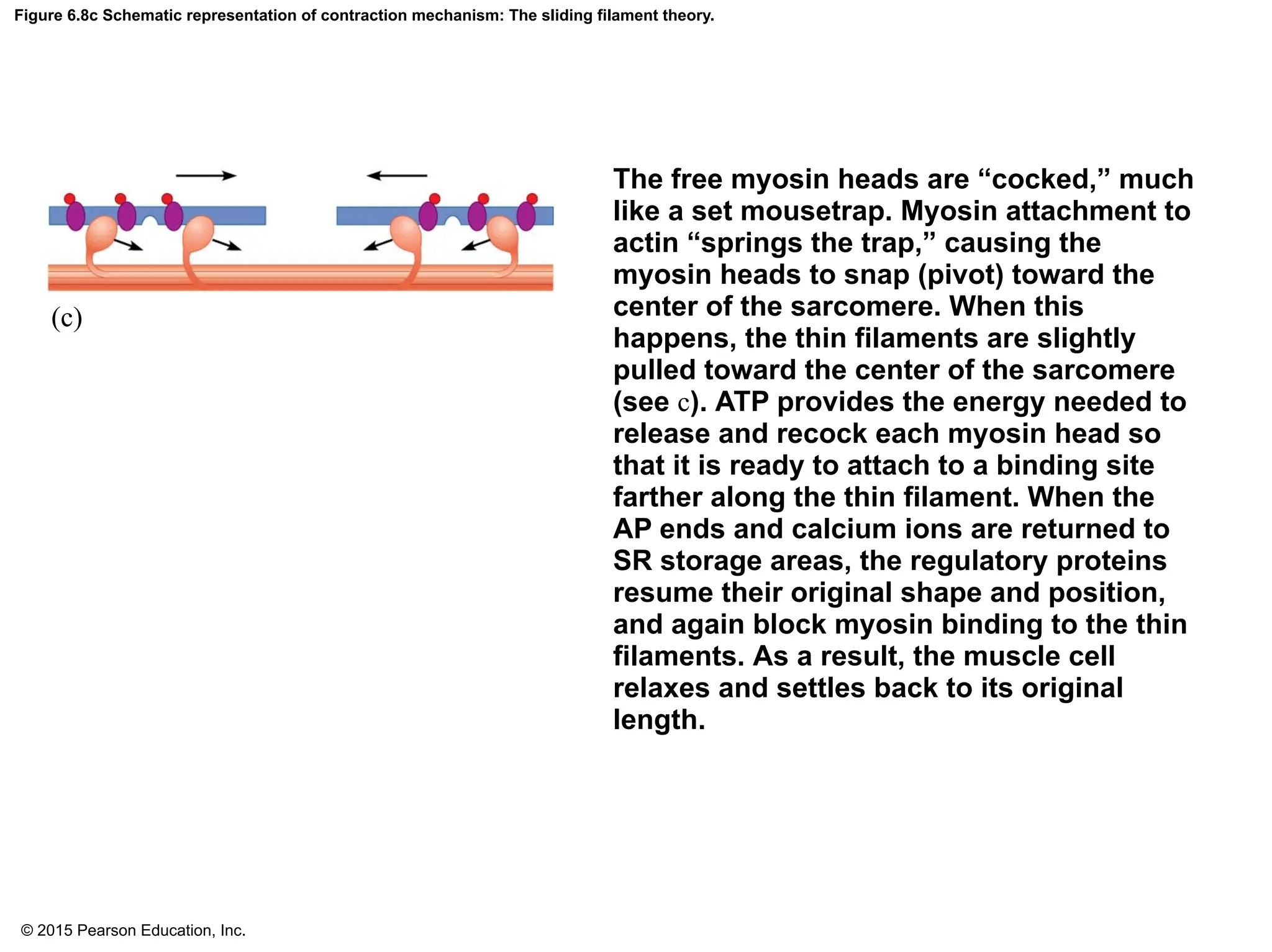 muscular system (ANATOM AND PHYSIOLOGY).pdf