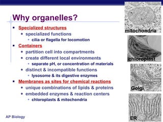 Ch06organelles1 | PPT