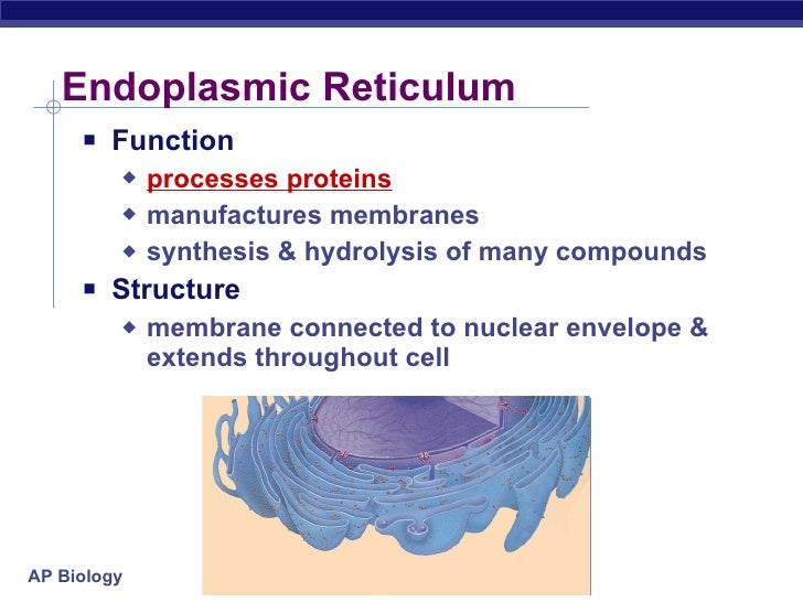 Endoplasmic Reticulum Structure And Function Alevel
