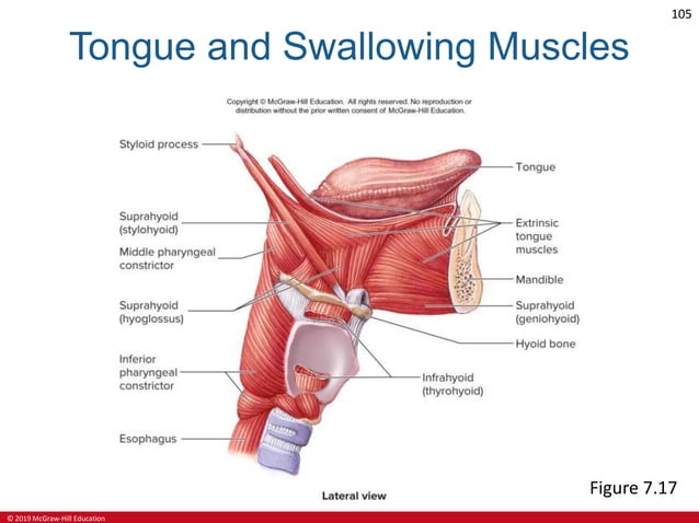 Ch07 lecture ppt_a | PPTX