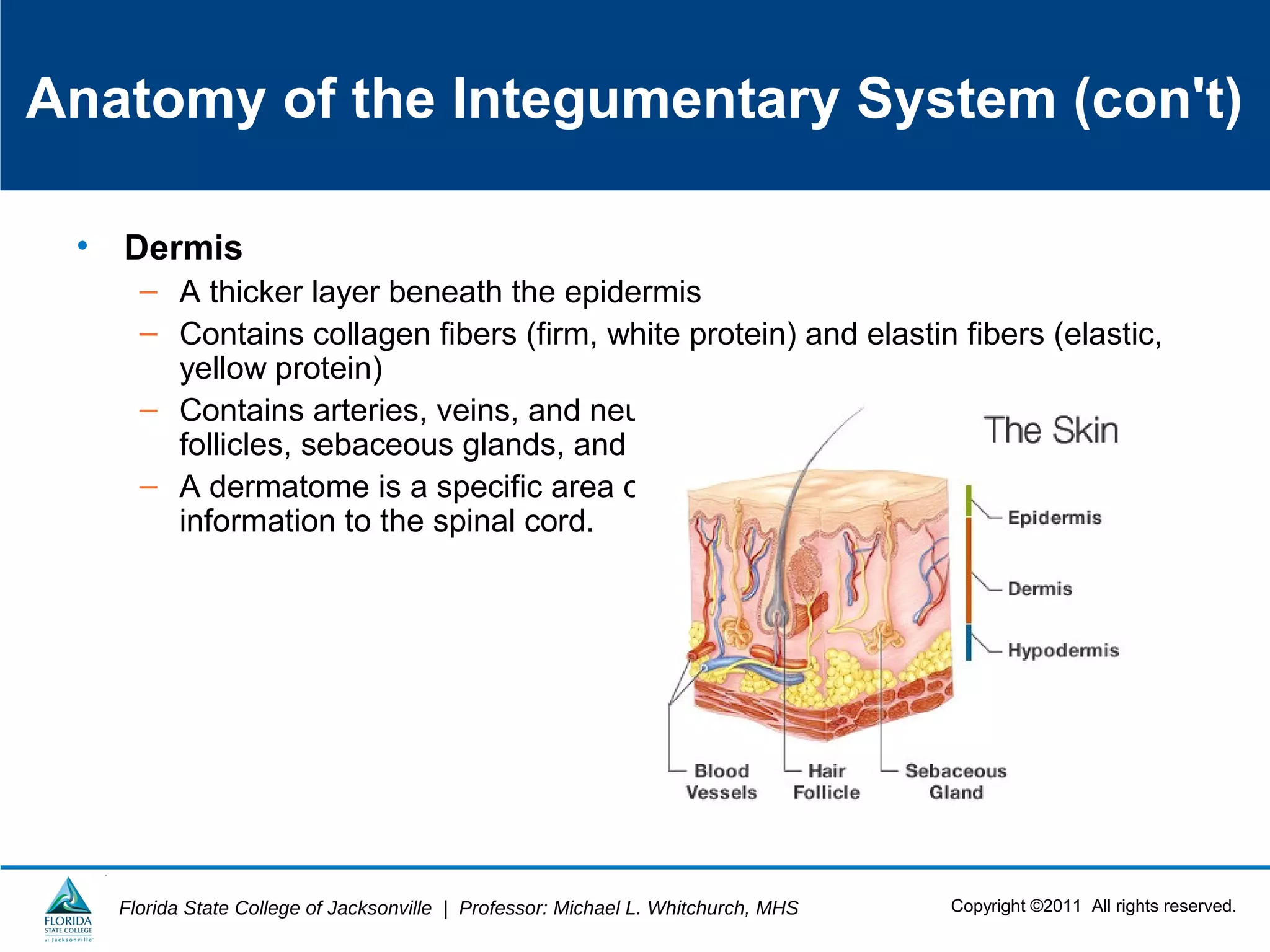 Integumentary System | PPT