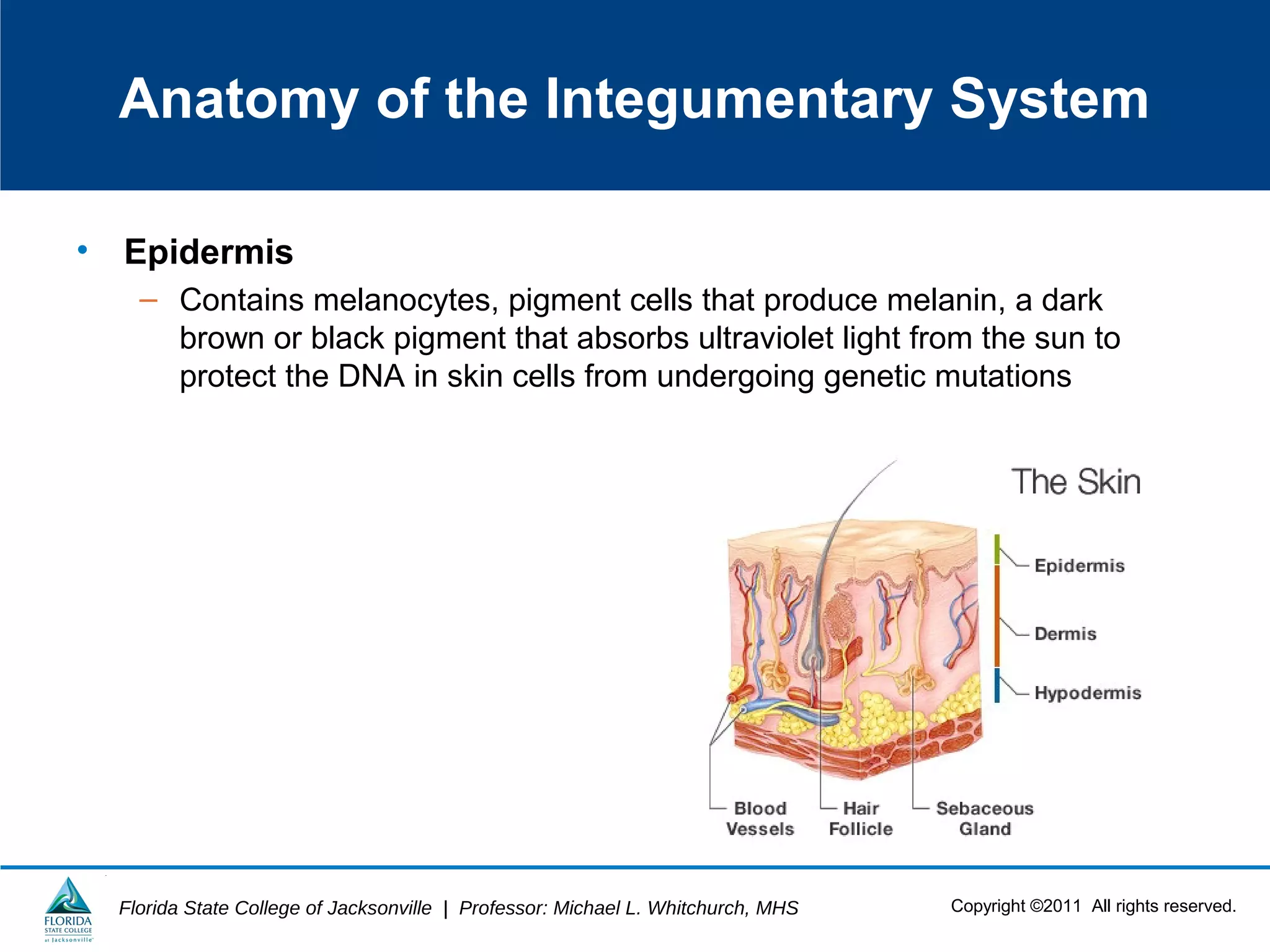 Integumentary System | PPT
