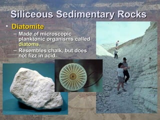 Diatomite Sedimentary Rock