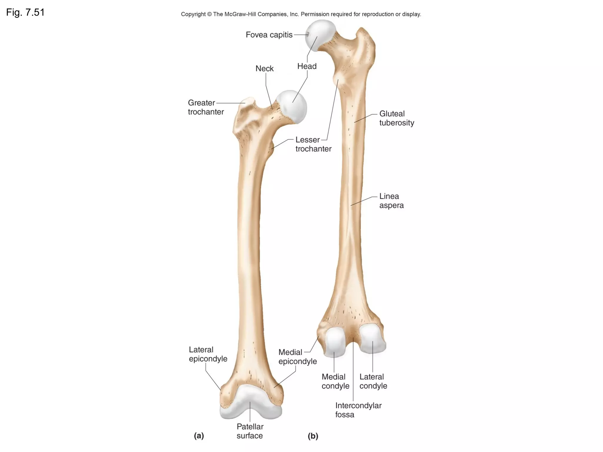 Chapter 7: Skeletal System Hole's Human Anatomy and Physiology | PPT