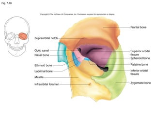 Chapter 7: Skeletal System Hole's Human Anatomy and Physiology | PPT