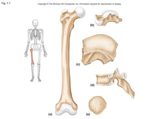 Chapter 7: Skeletal System Hole's Human Anatomy and Physiology | PPT