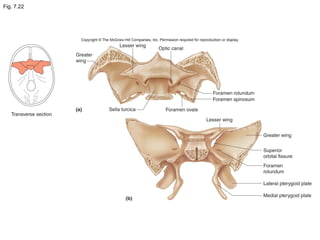 Chapter 7: Skeletal System Hole's Human Anatomy and Physiology | PPT