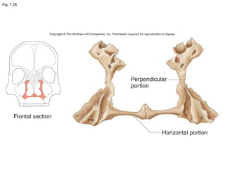 Chapter 7: Skeletal System Hole's Human Anatomy and Physiology | PPT