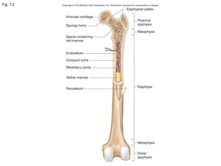 Chapter 7: Skeletal System Hole's Human Anatomy and Physiology | PPT