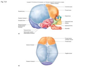 Chapter 7: Skeletal System Hole's Human Anatomy and Physiology | PPT