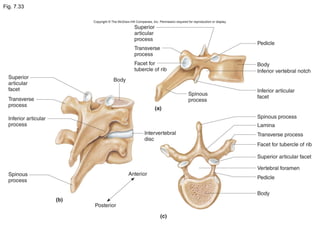 Chapter 7: Skeletal System Hole's Human Anatomy and Physiology | PPT