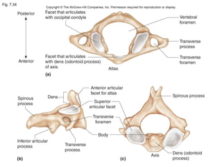 Chapter 7: Skeletal System Hole's Human Anatomy and Physiology | PPT
