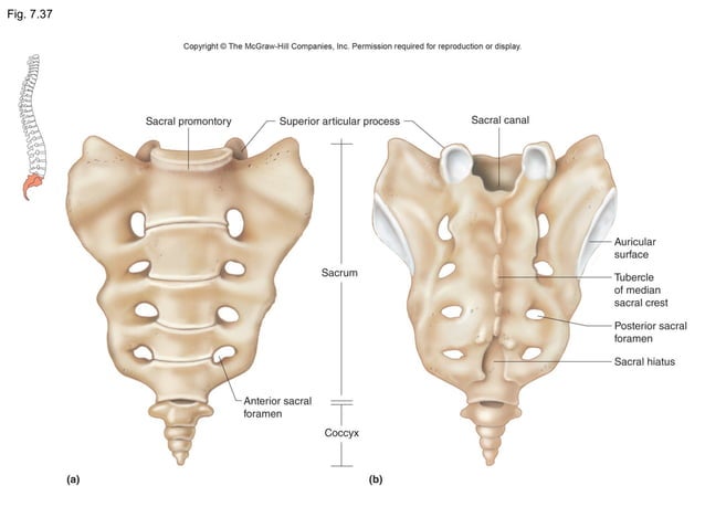 Chapter 7: Skeletal System Hole's Human Anatomy and Physiology | PPT