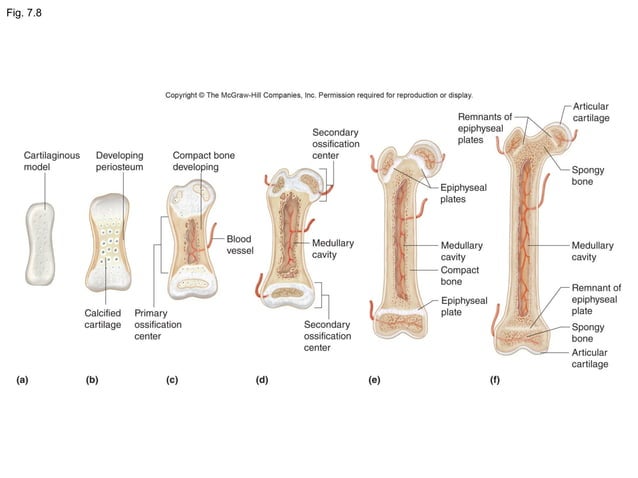 Chapter 7: Skeletal System Hole's Human Anatomy and Physiology | PPT