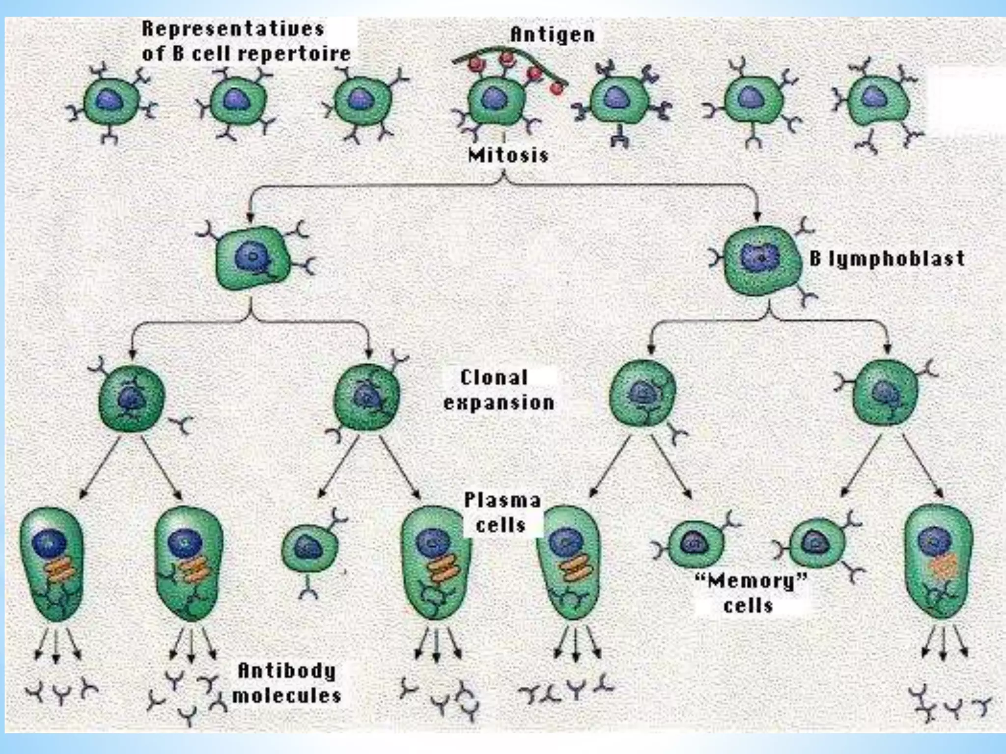 Ch 08 - Human Health and Disease || Class 12 || | PPTX